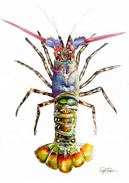 Painted Crayfish – Gem Taylor Art